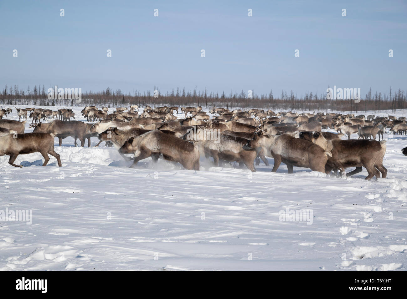 Russia, Yamal-Nenets Autonomous Region, Yamal peninsula, Nenets ...