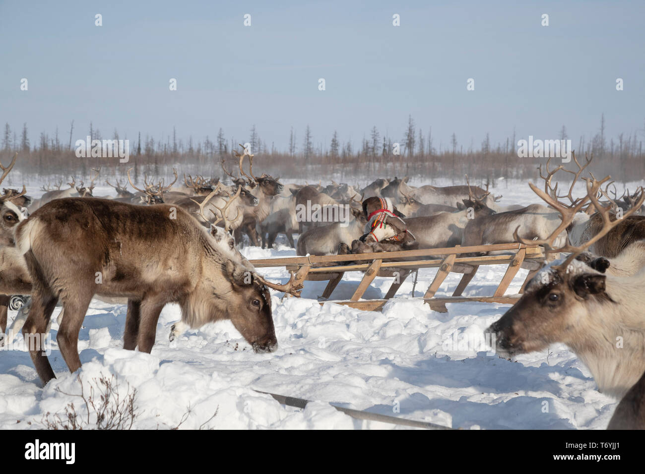 Yamal peninsula reindeer hi-res stock photography and images - Alamy