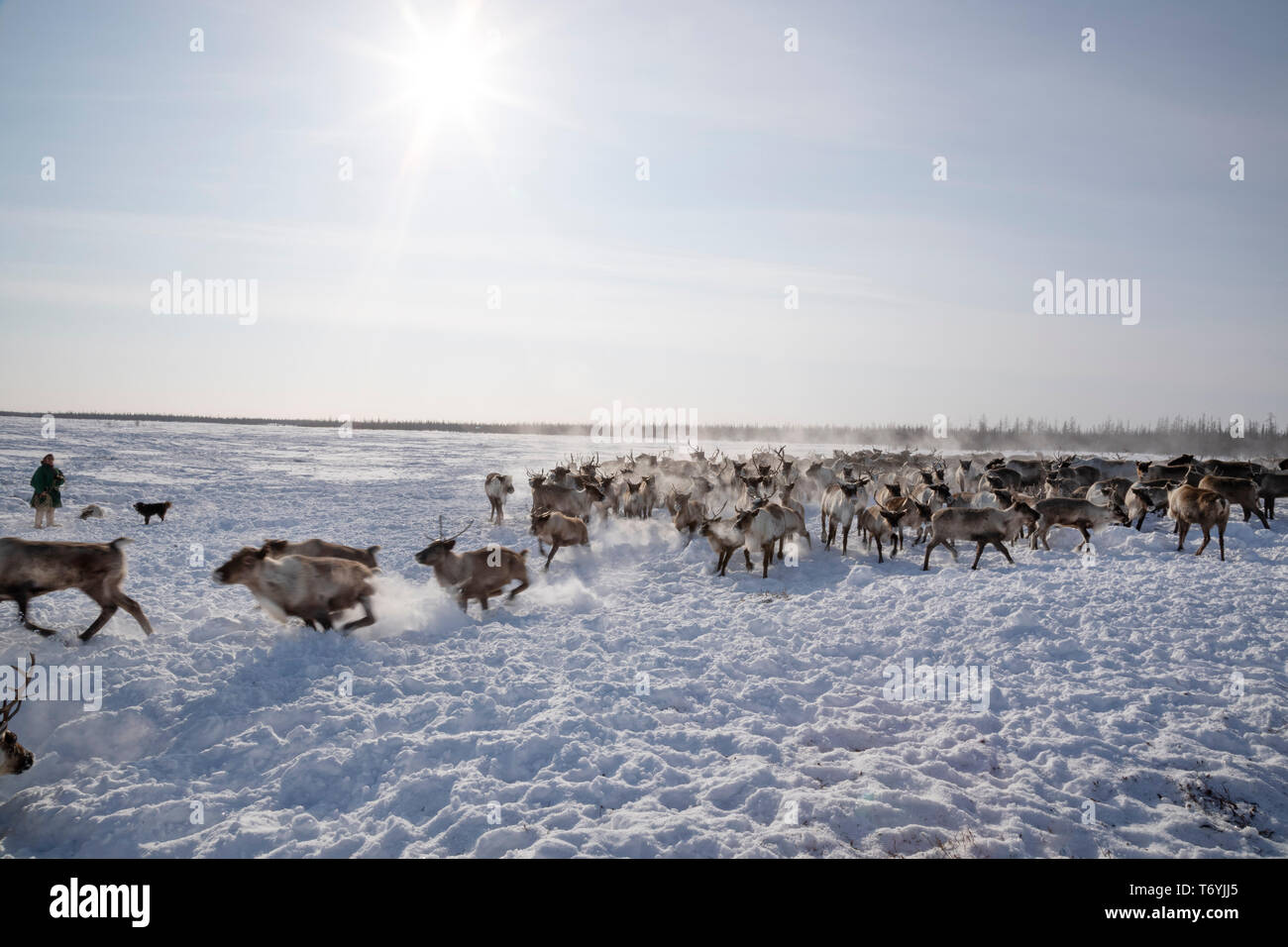 Russia, Yamal-Nenets Autonomous Region, Yamal peninsula. Nenets ...