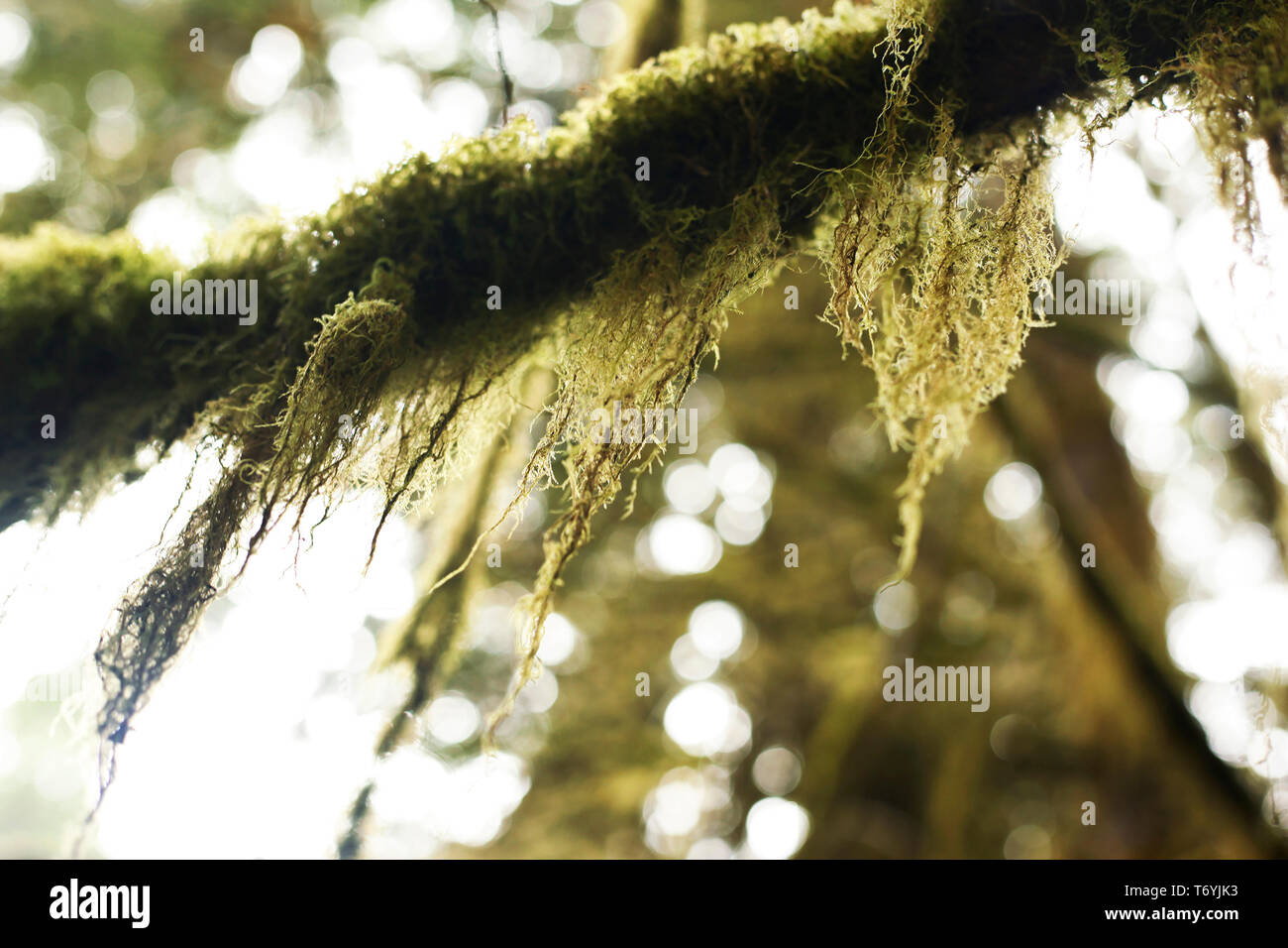 moss covered branch Stock Photo - Alamy
