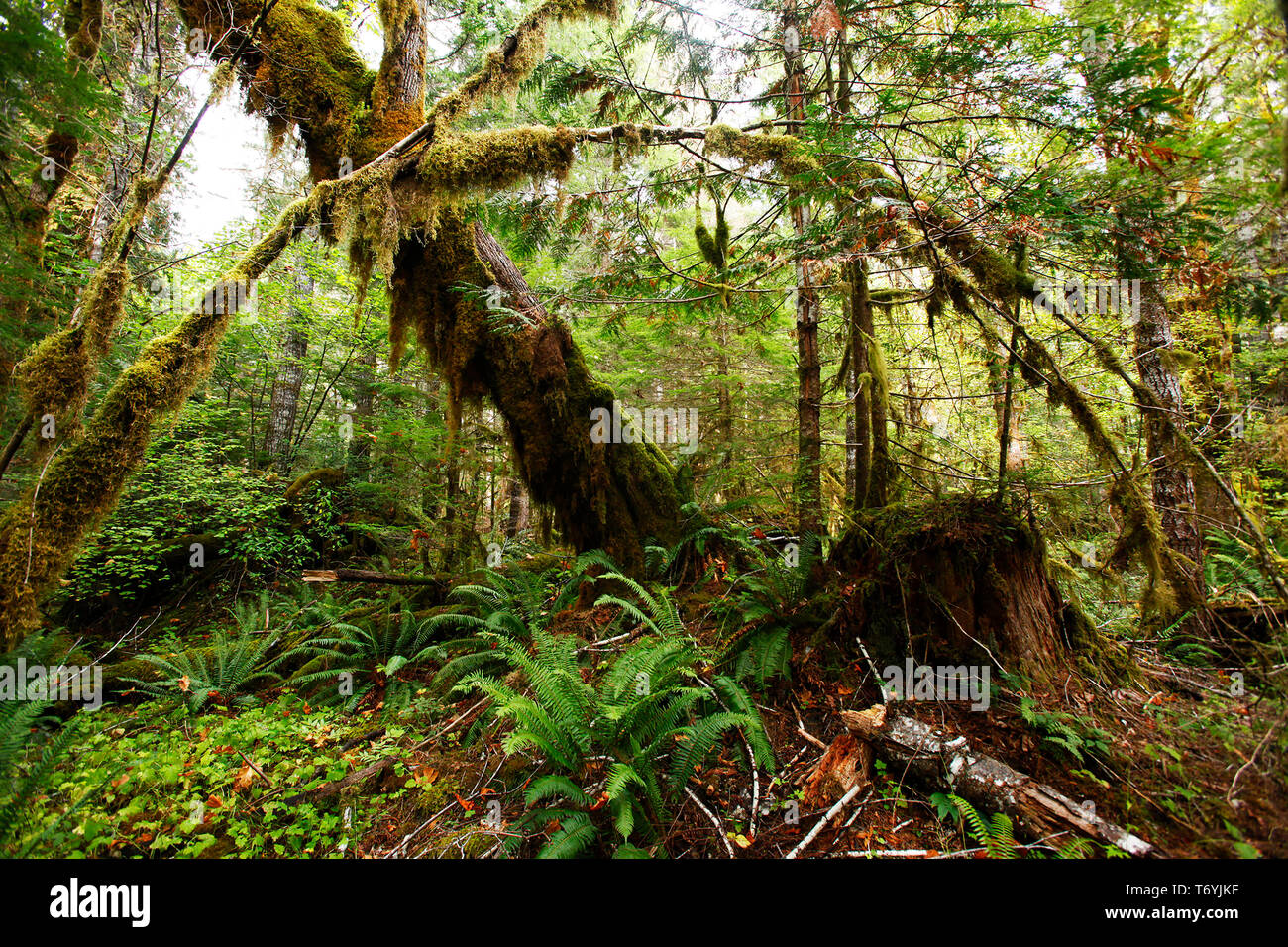 Olympic natural park hi-res stock photography and images - Alamy