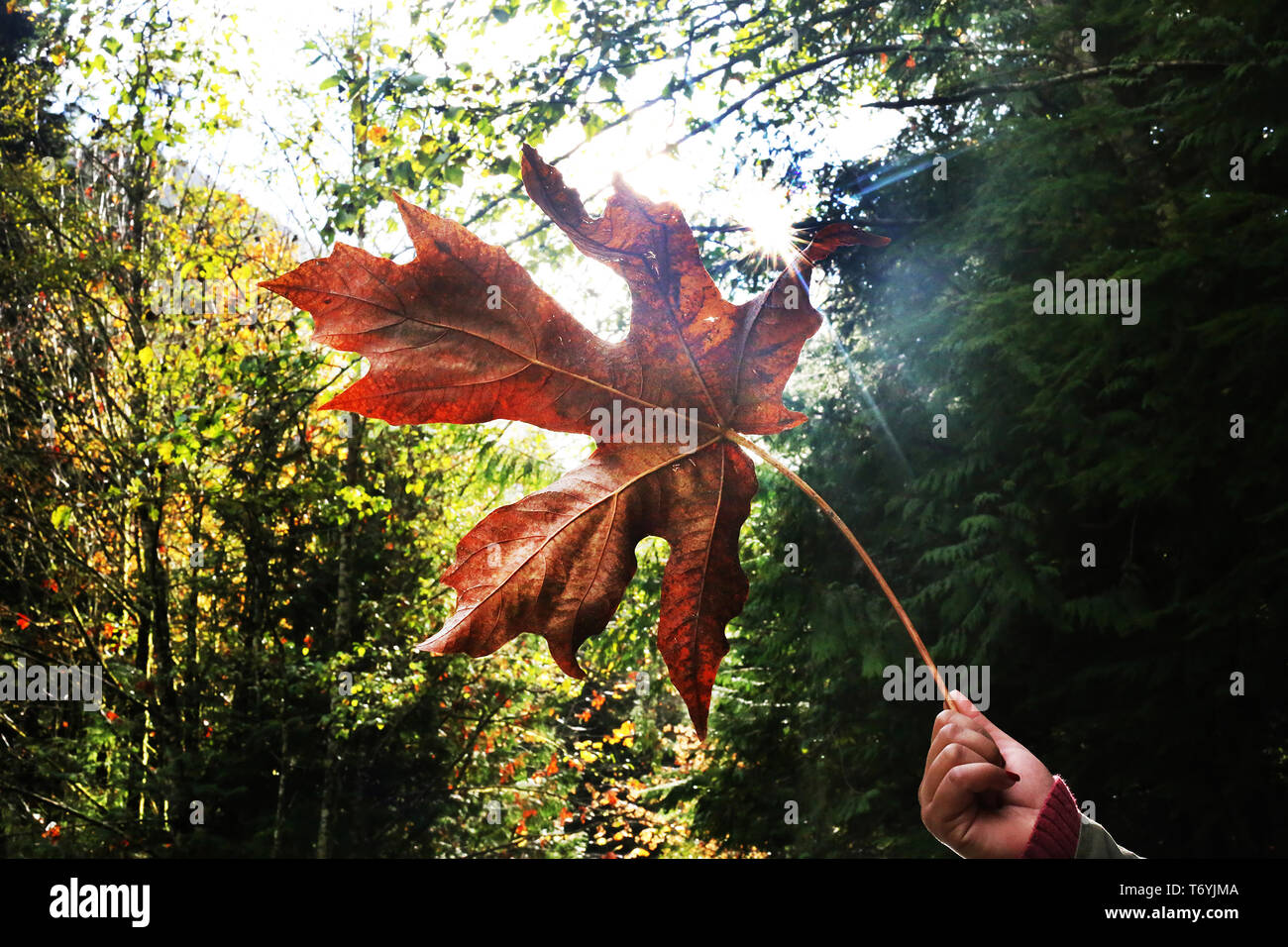 giant maple leaves Stock Photo - Alamy