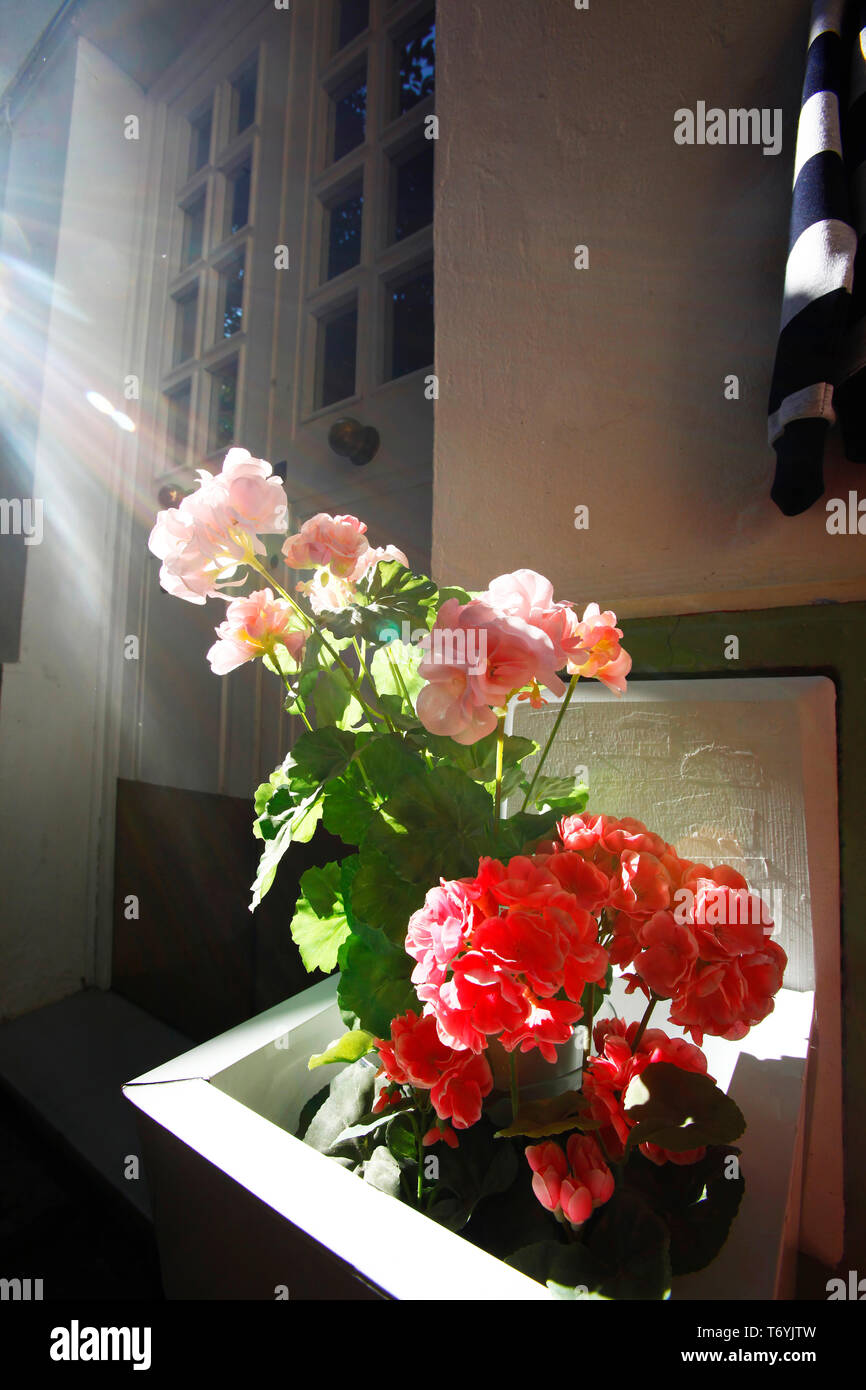 Seville flowers hi-res stock photography and images - Alamy