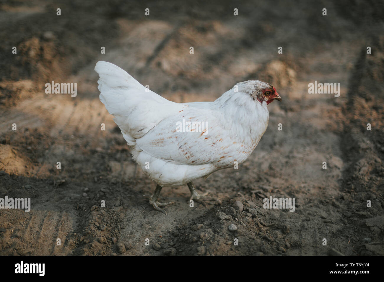 Cherry Egger Chickens