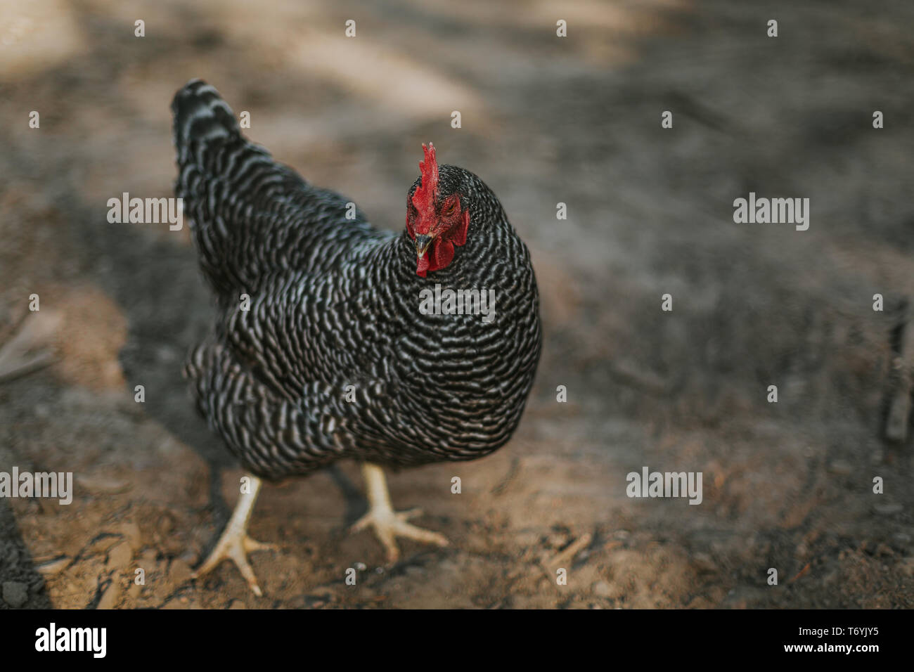 Barred rock hen hi-res stock photography and images - Alamy