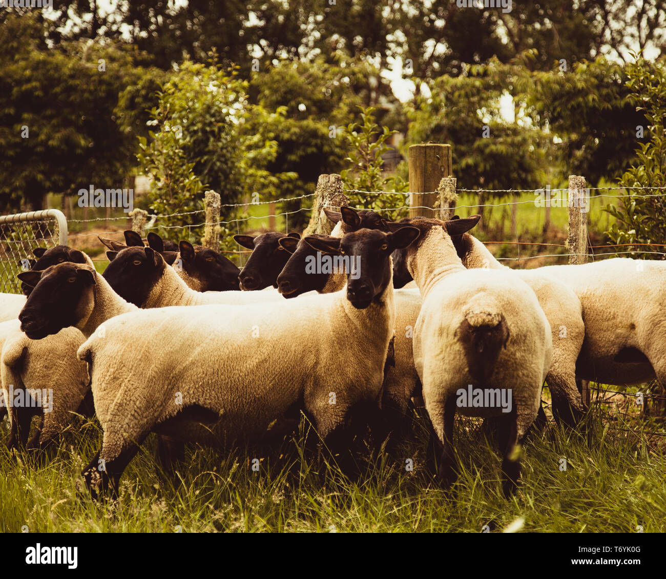 Sheep Huddle High Resolution Stock Photography and Images - Alamy