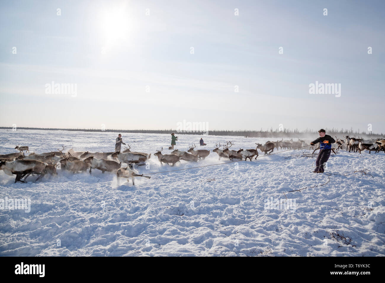 Russia, Yamal-Nenets Autonomous Region, Yamal peninsula. Nenets ...