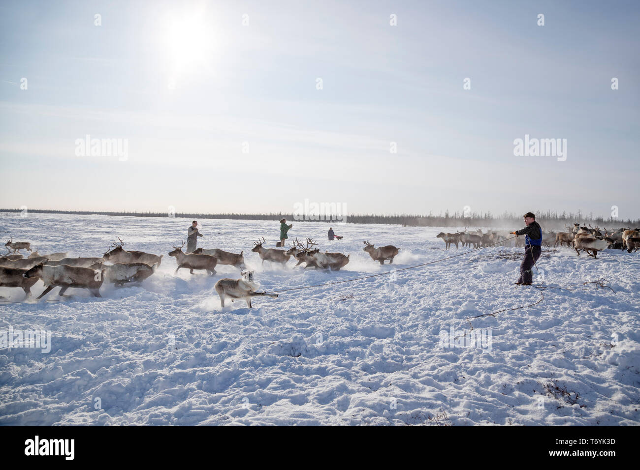 Russia, Yamal-Nenets Autonomous Region, Yamal peninsula. Nenets ...
