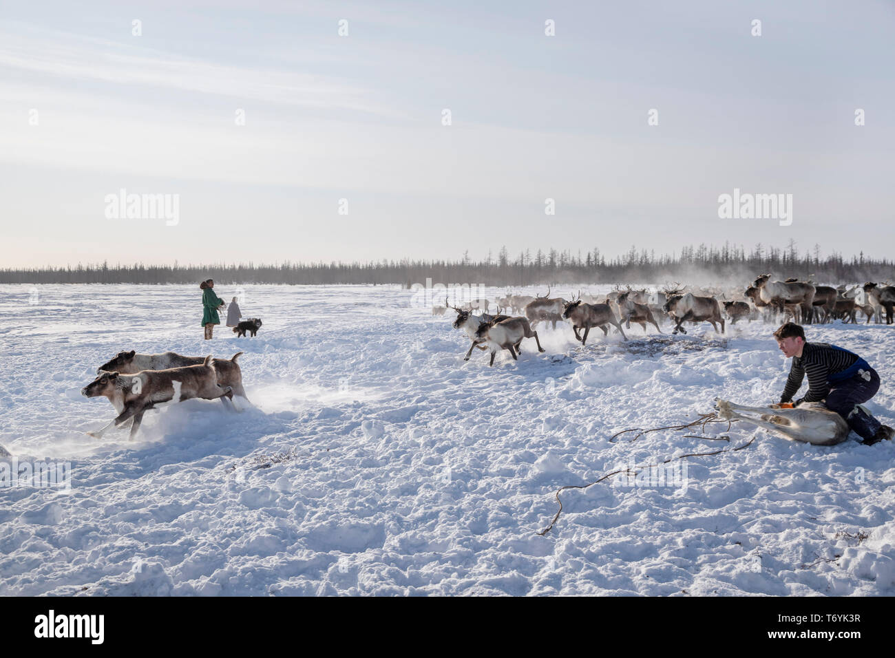 Russia, Yamal-Nenets Autonomous Region, Yamal peninsula. Nenets ...
