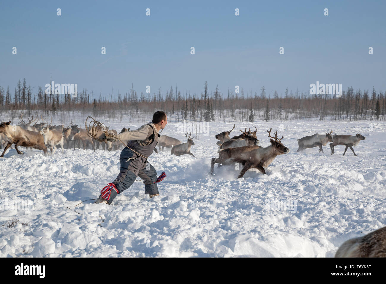 Russia, Yamal-Nenets Autonomous Region, Yamal peninsula. Nenets ...