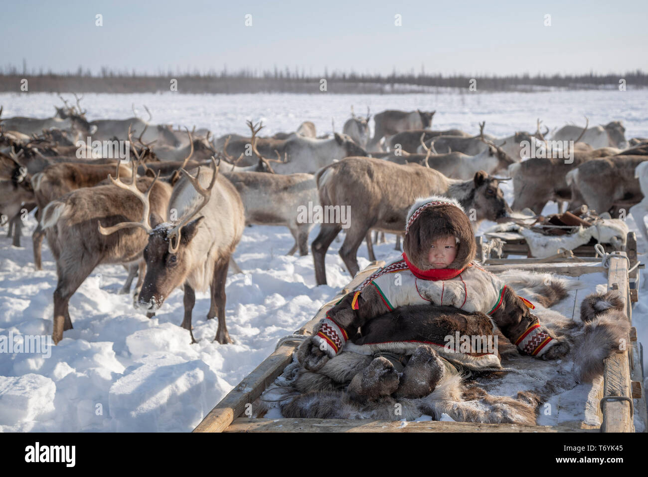 Russia, Yamal-Nenets Autonomous Region, Yamal peninsula. Nomadic Nenets ...