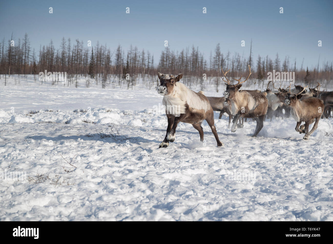 Russia, Yamal-Nenets Autonomous Region, Yamal peninsula, Nenets ...