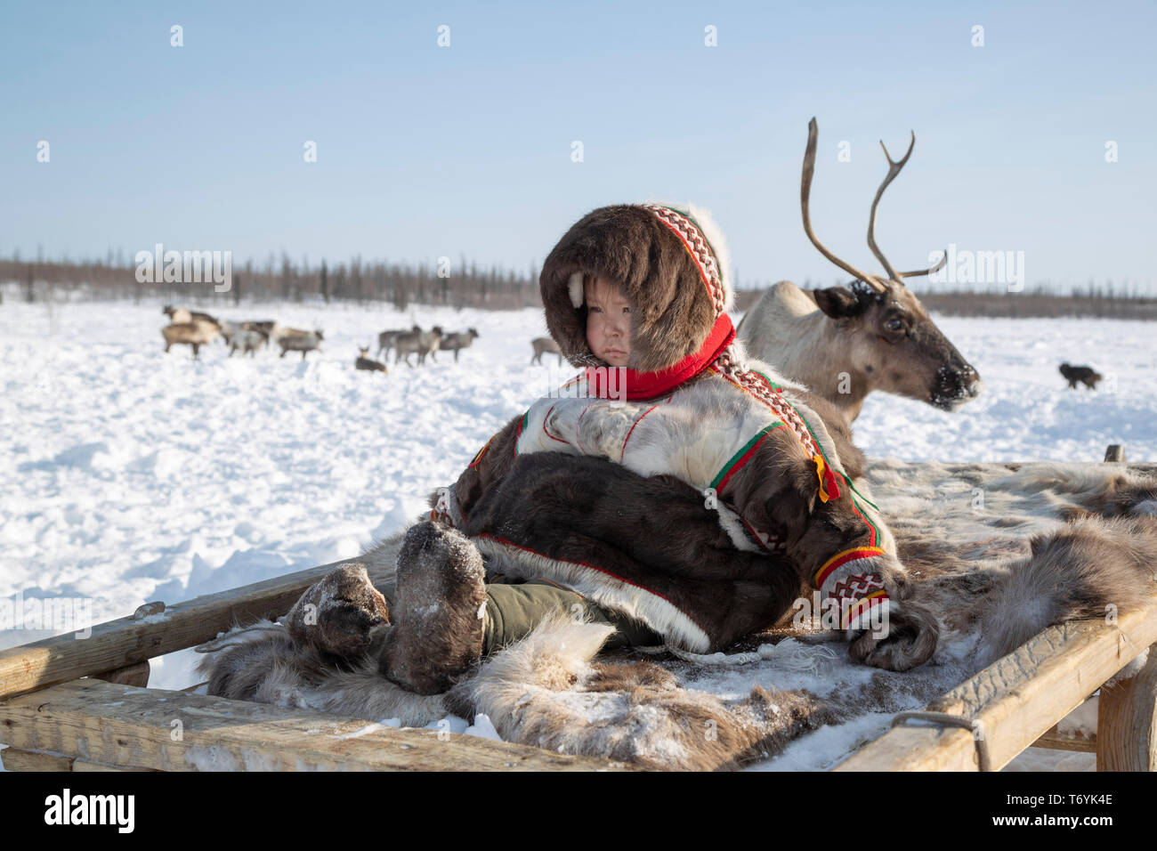 Nenets nomadic reindeer herders - NativeHistory.Info