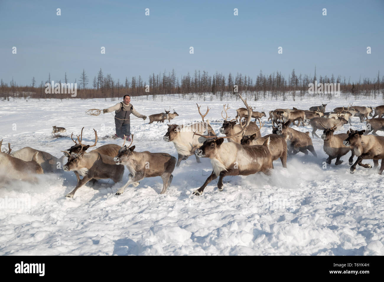 Russia, Yamal-Nenets Autonomous Region, Yamal peninsula. Nenets ...