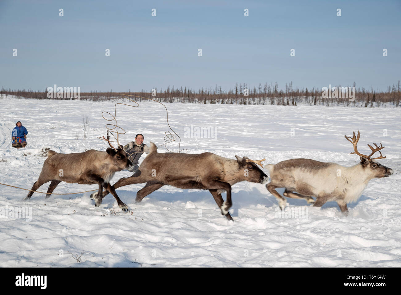 Russia, Yamal-Nenets Autonomous Region, Yamal peninsula. Nenets ...