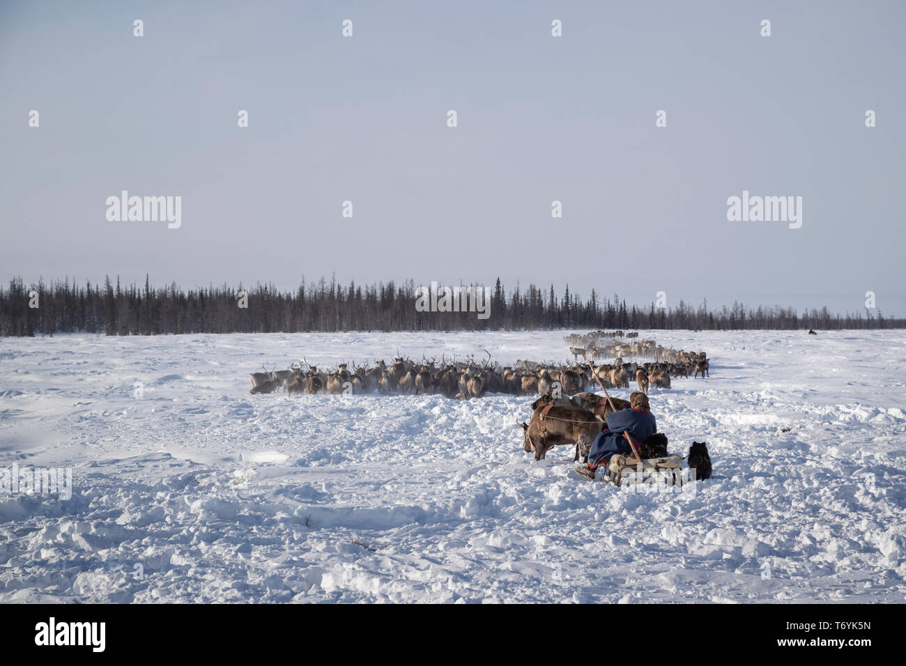 Russia, Yamal-Nenets Autonomous Region, Yamal peninsula, Nenets ...