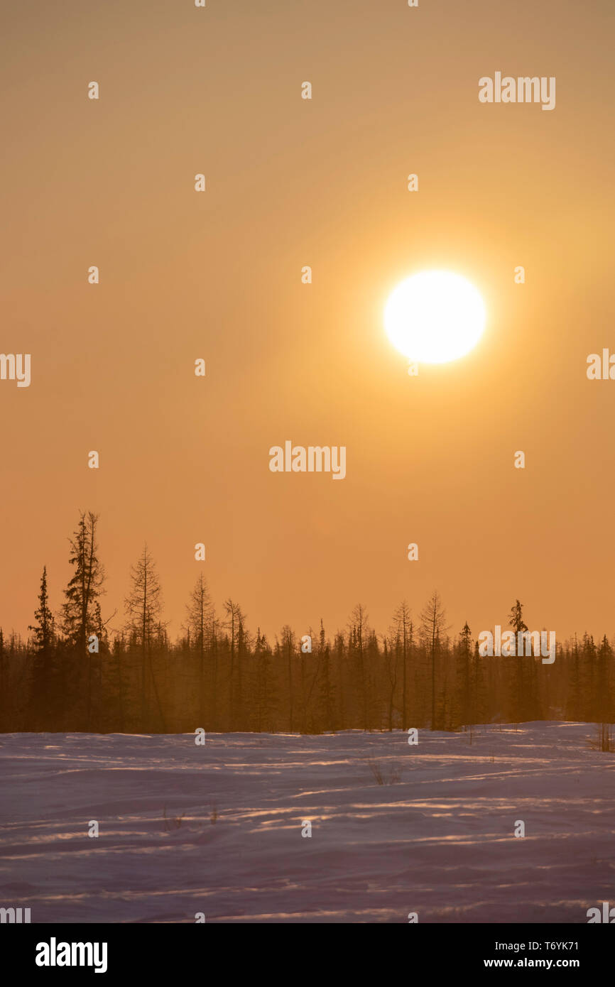 Russia, Yamal-Nenets Autonomous Region, Yamal peninsula. Nomadic Nenets ...