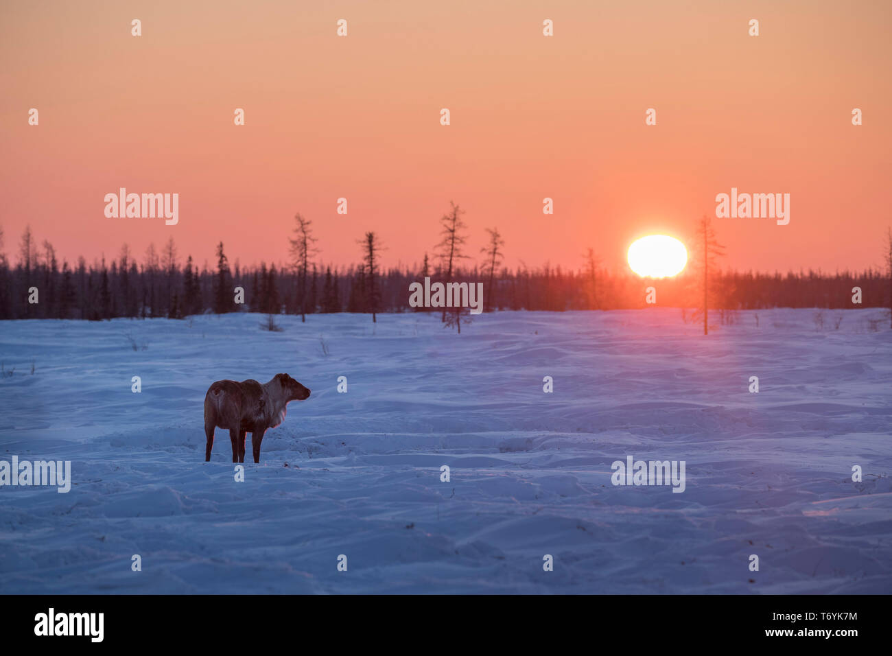 Yamal peninsula siberia hi-res stock photography and images - Alamy