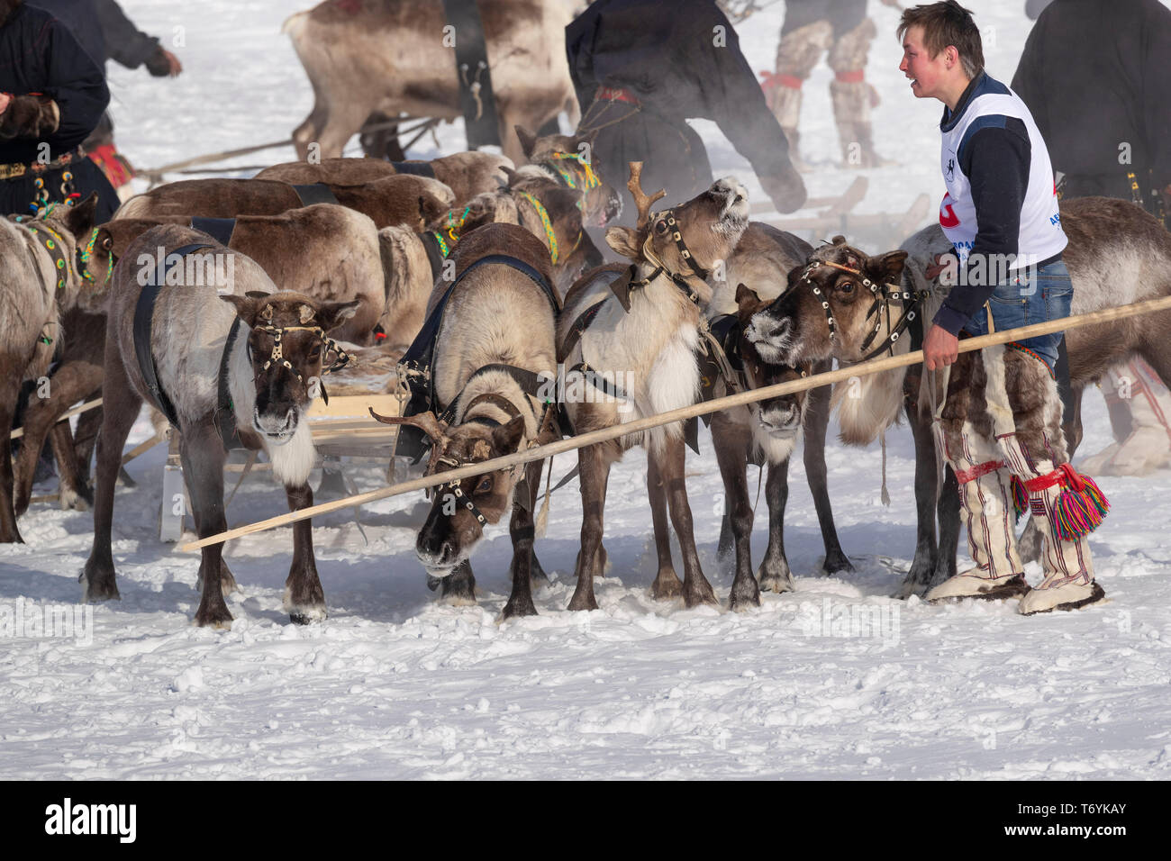 Russia, Yamal-Nenets Autonomous Region, Yamal peninsula. Reindeer ...