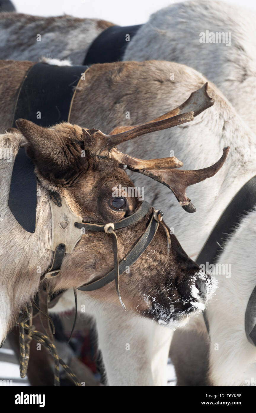 Russia, Yamal-Nenets Autonomous Region, Yamal peninsula. Reindeer ...
