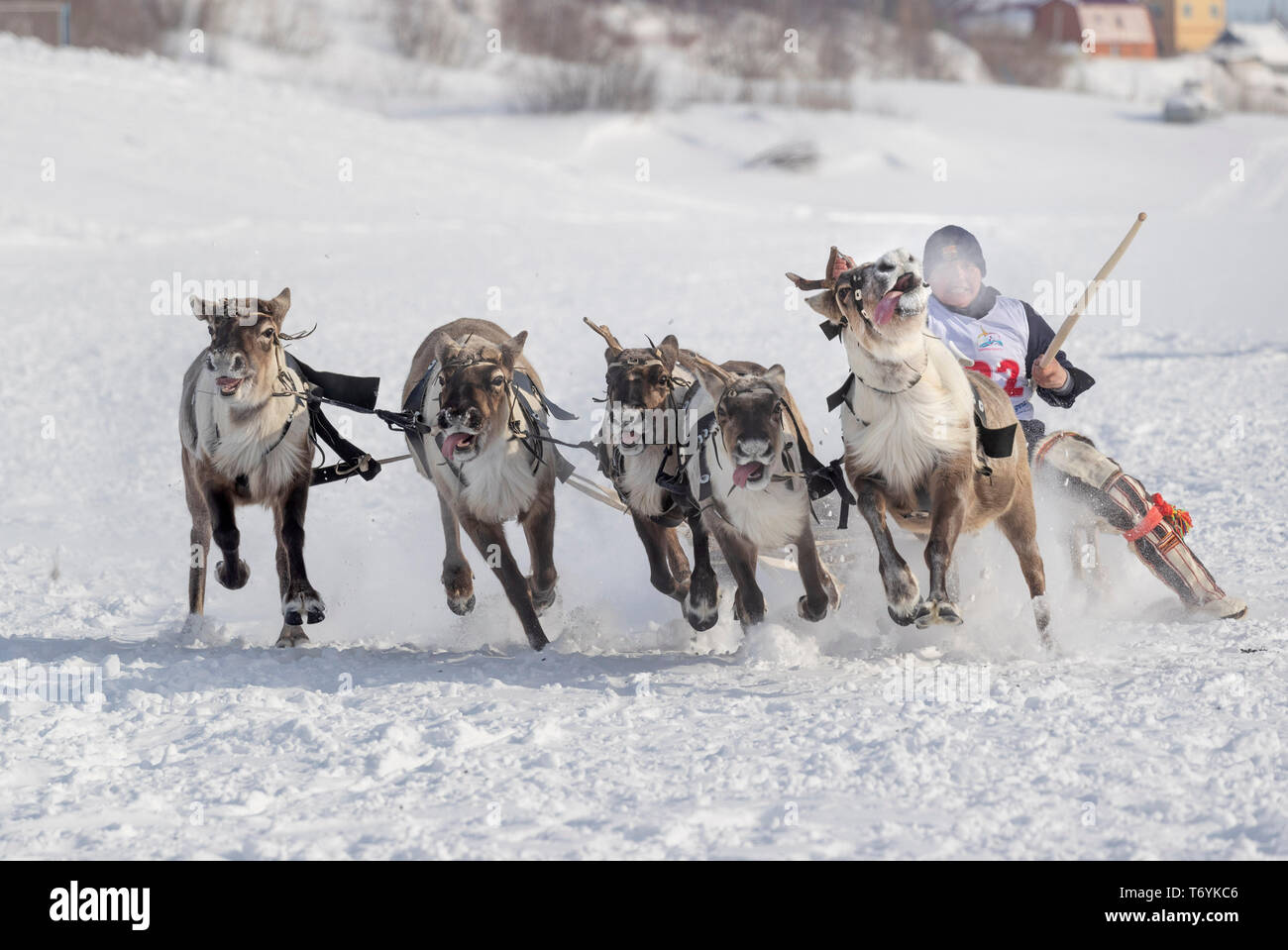 Russia, Yamal-Nenets Autonomous Region, Yamal peninsula. Reindeer ...