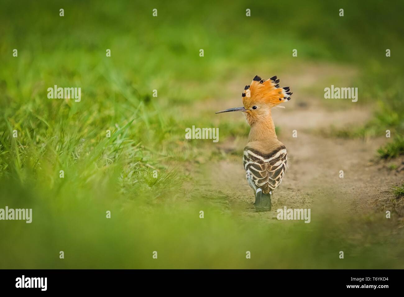 Eurasian hoopoe, a sandy brown bird with crown of feathers on its head ...