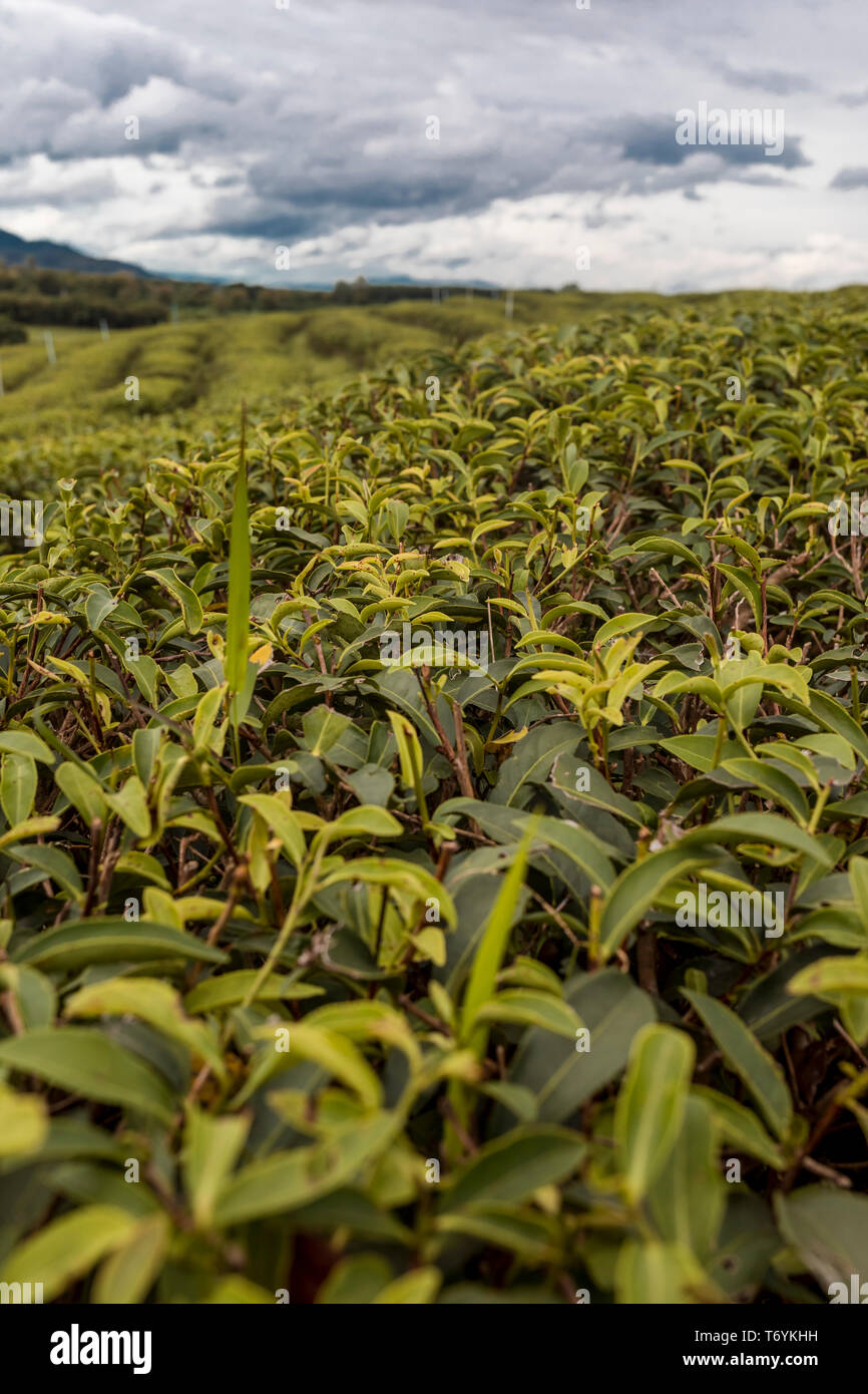 Scenic view of tea crops growing in a farm In Thailand Stock Photo - Alamy