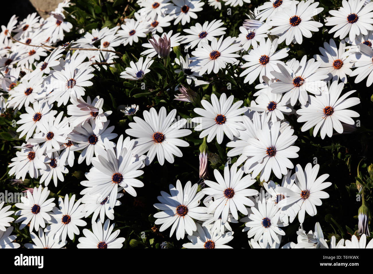 Planta de gato hi-res stock photography and images - Alamy