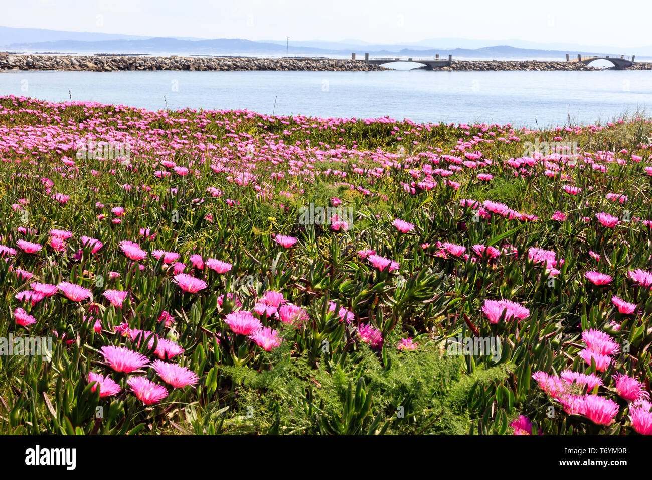 Planta de playa hi-res stock photography and images - Alamy