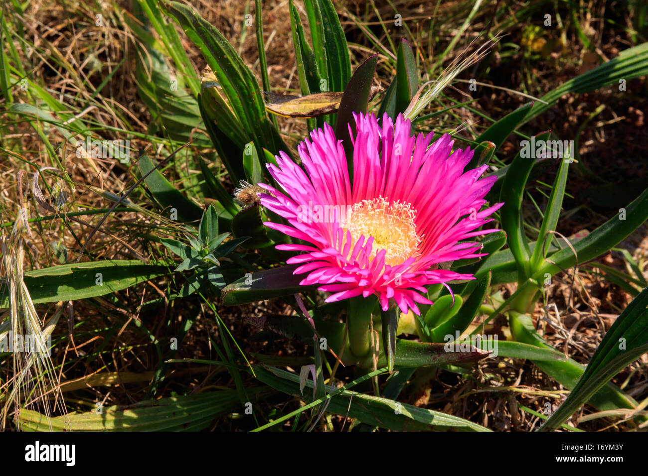 uña de gato planta en flor Stock Photo - Alamy