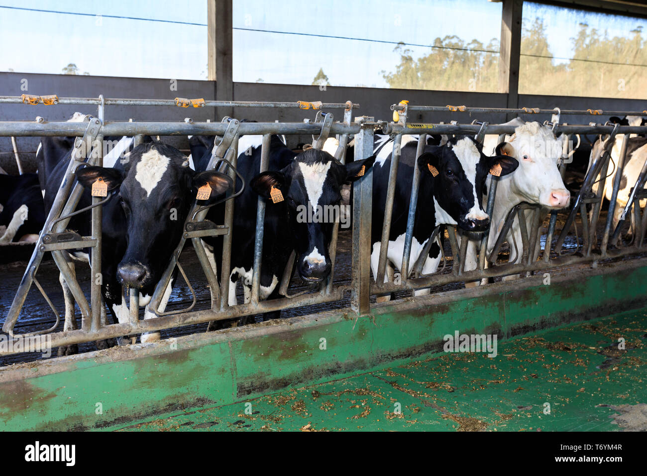 Vacas lecheras hi-res stock photography and images - Alamy