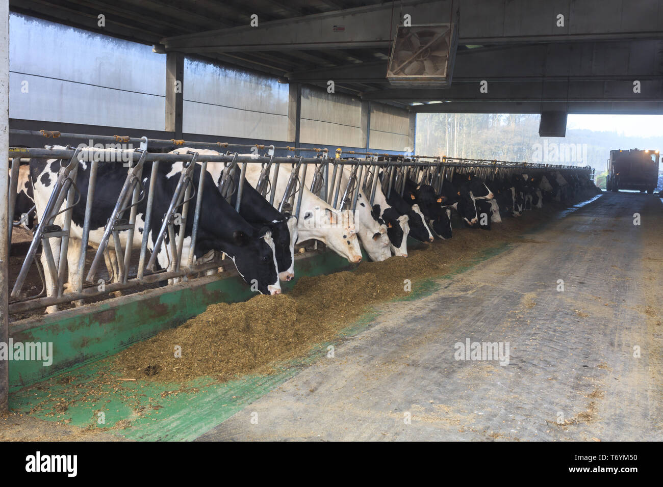 Vacas lecheras hi-res stock photography and images - Alamy