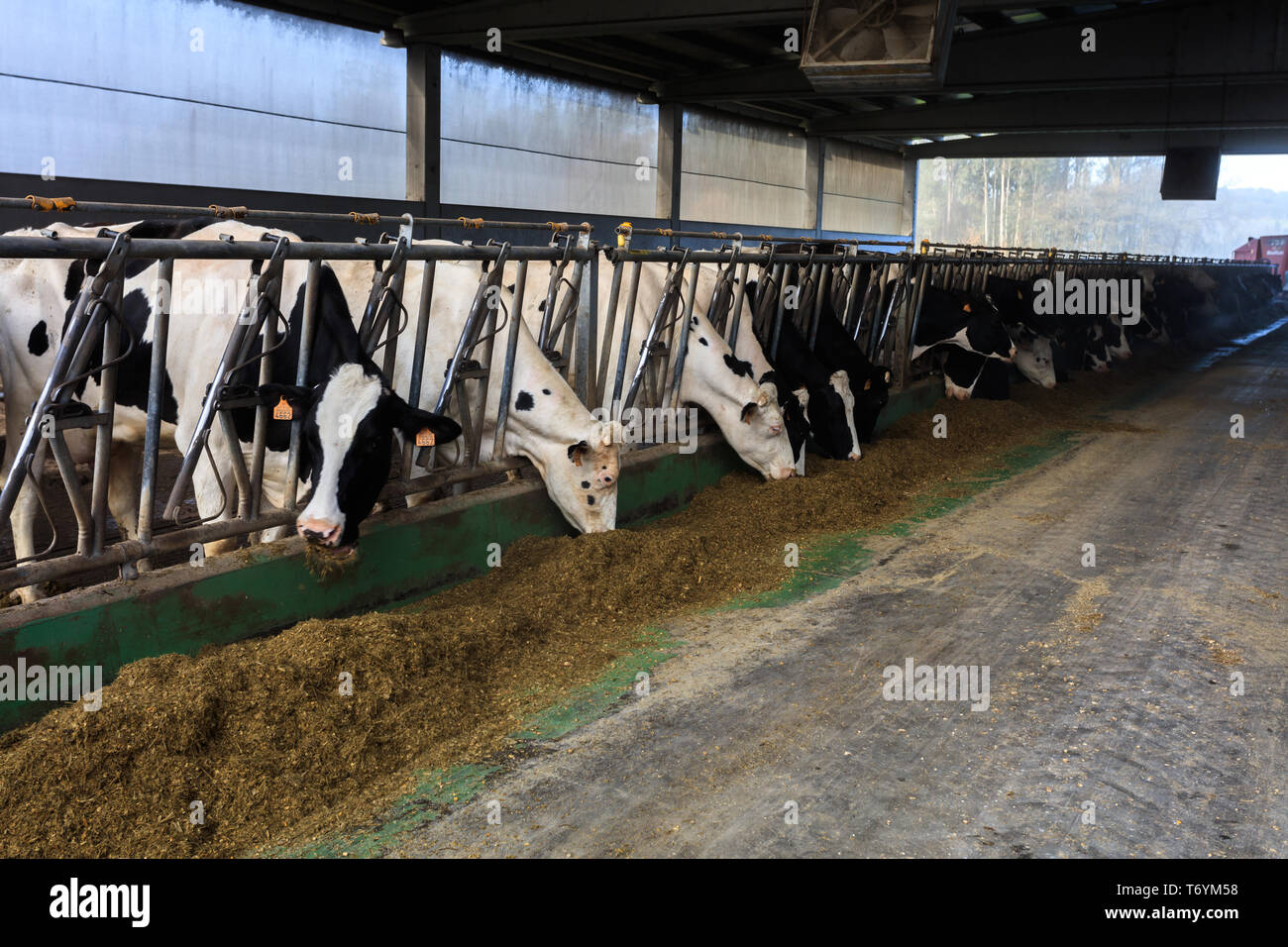 Ganado vacas lecheras hi-res stock photography and images - Alamy