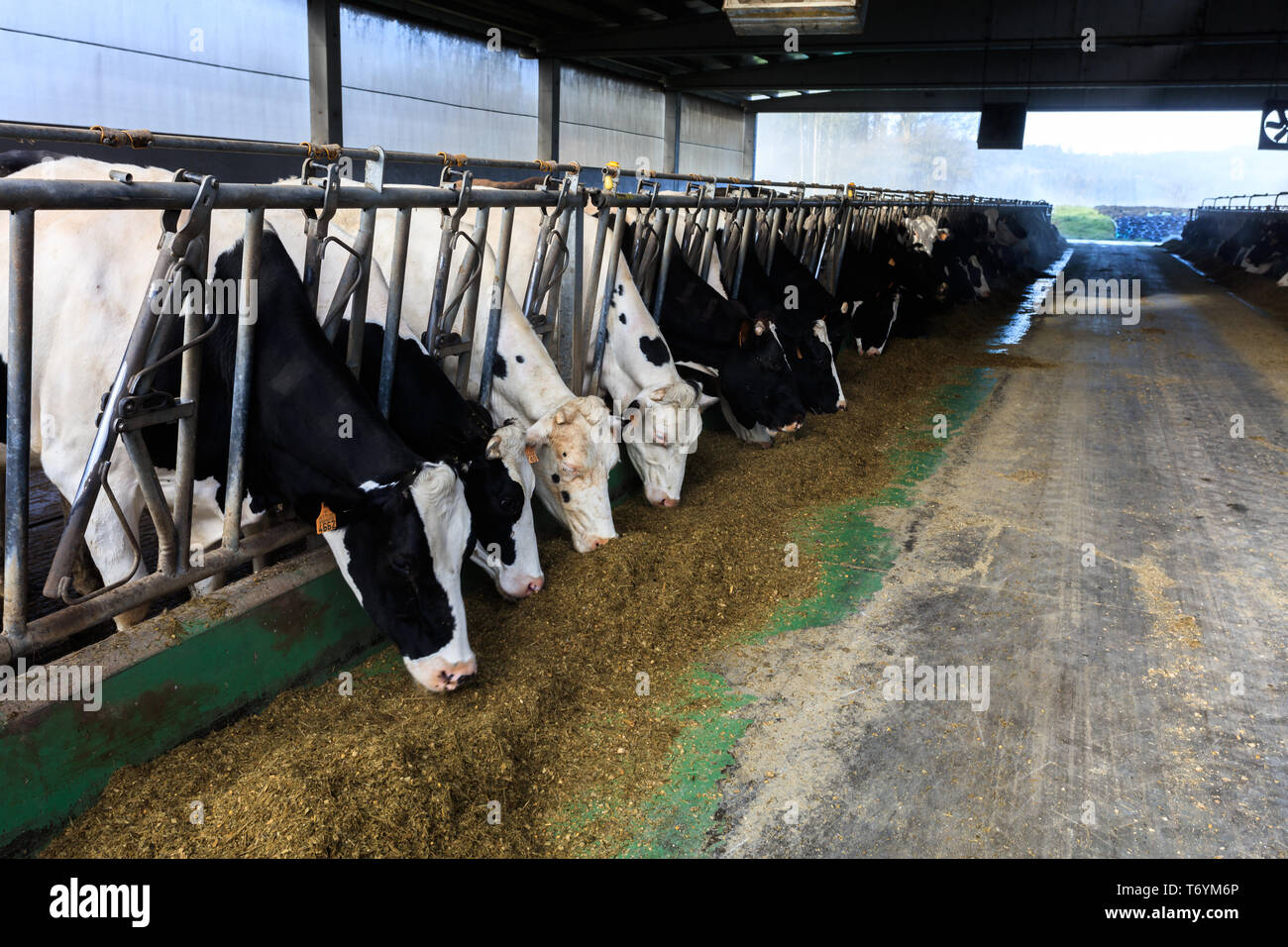 Ganado vacas lecheras hi-res stock photography and images - Alamy