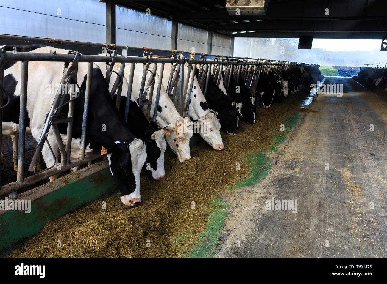 Ganado vacas lecheras hi-res stock photography and images - Alamy