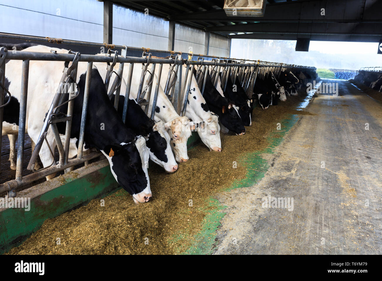 Vacas lecheras hi-res stock photography and images - Alamy