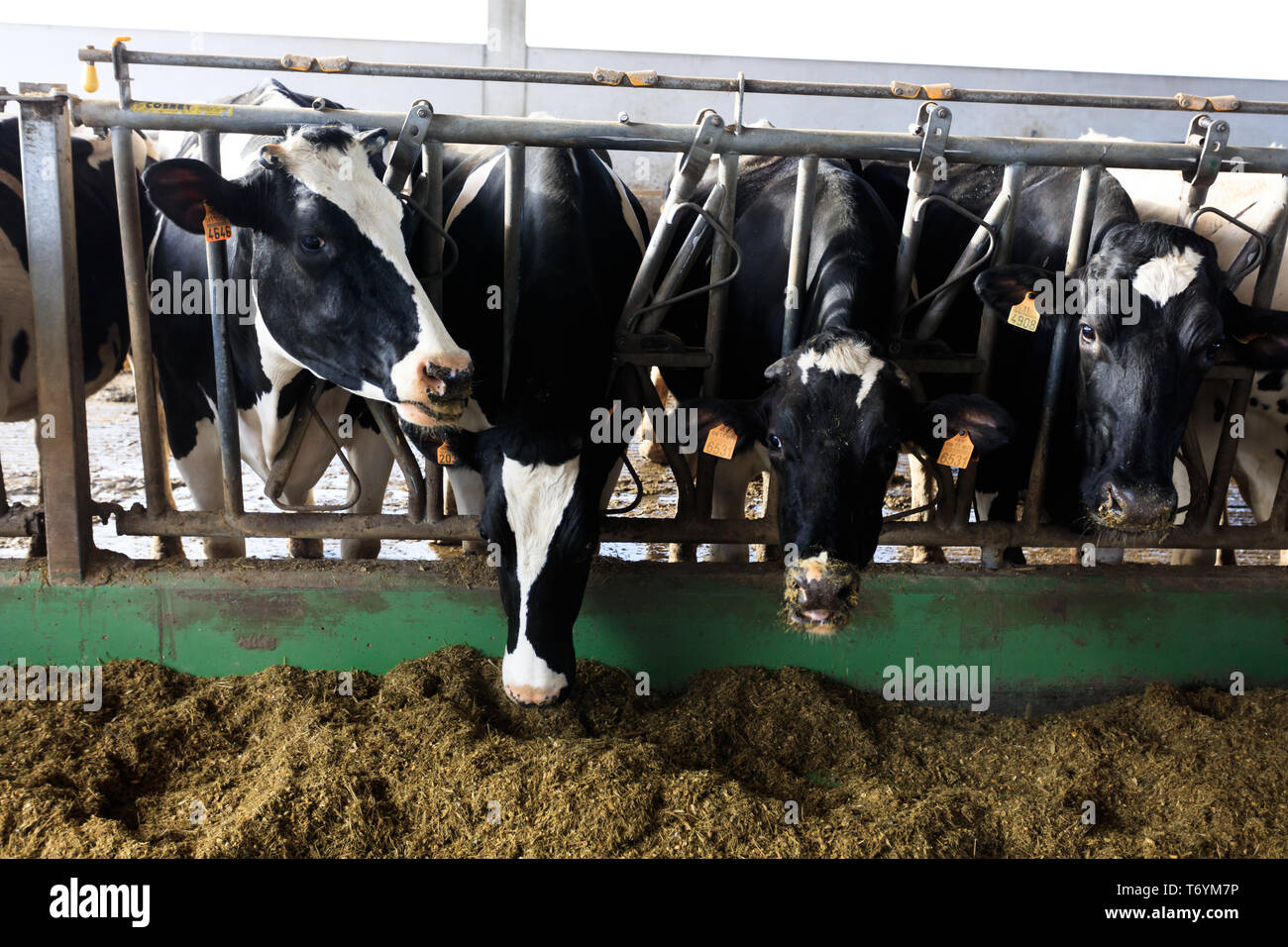 Vacas rumiantes hi-res stock photography and images - Alamy