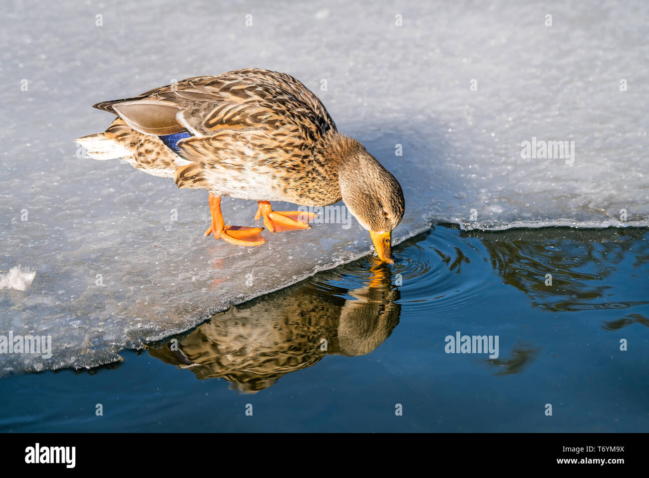 Mallard duck standing on ice and drinking cold water from a small pond ...