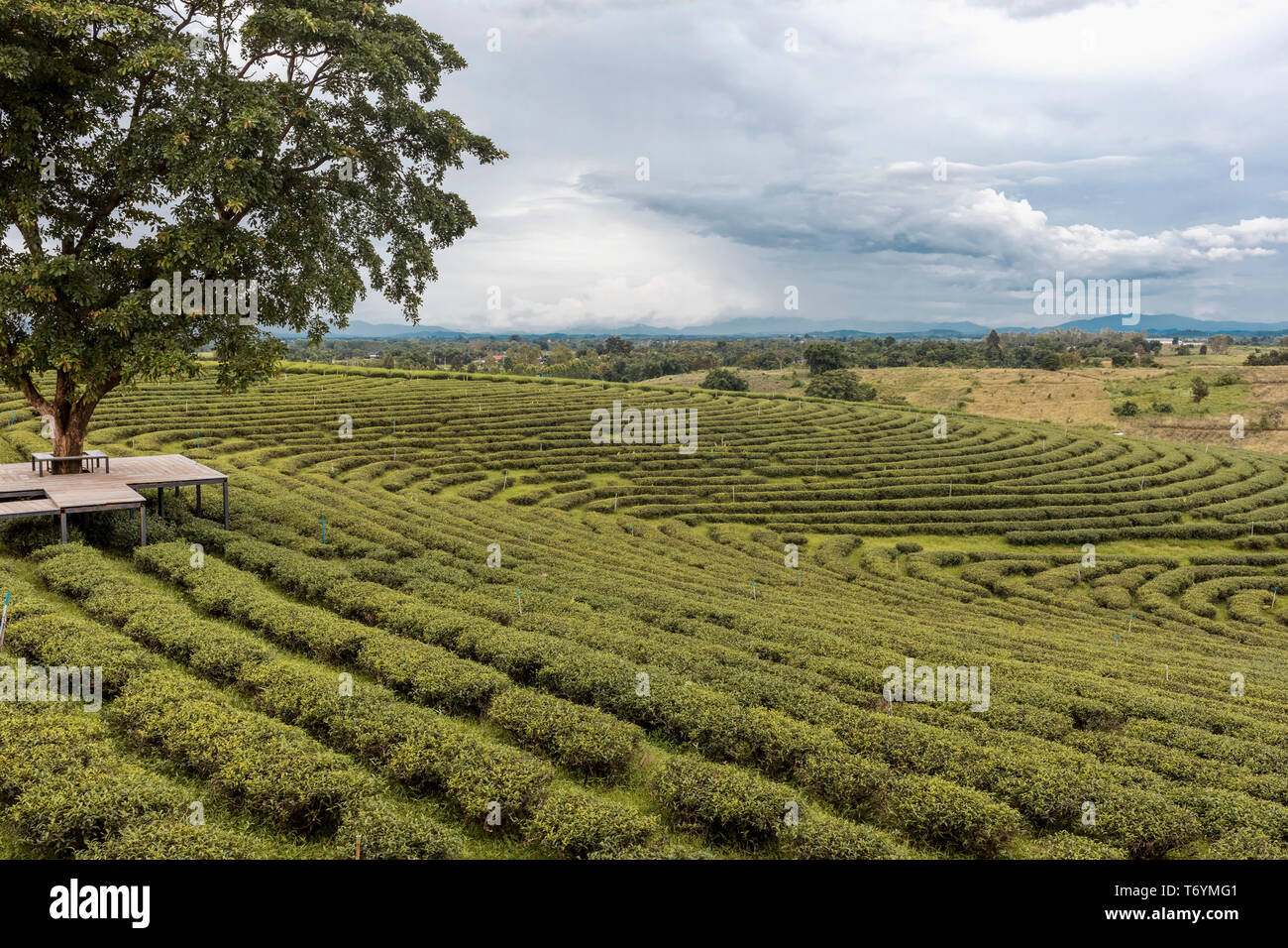 Scenic view of tea crops growing in a farm In Thailand Stock Photo - Alamy