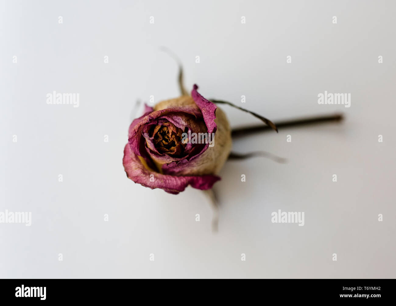 dried single pink rose with stem Stock Photo - Alamy