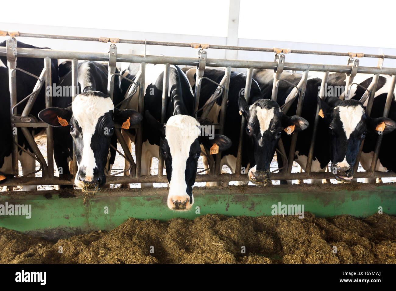 Ganado vacas lecheras hi-res stock photography and images - Alamy