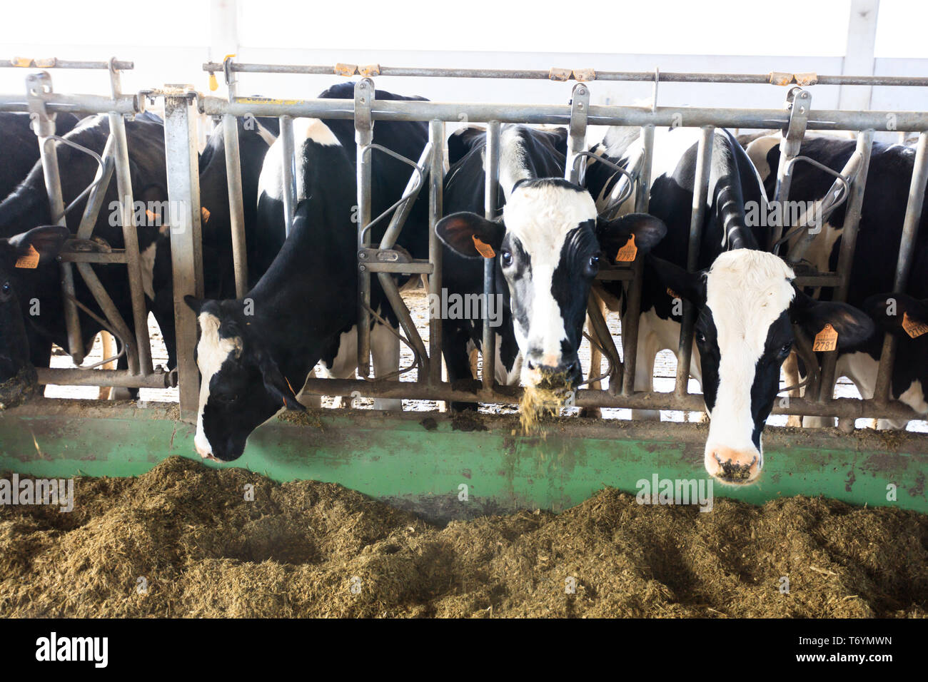 Vacas lecheras hi-res stock photography and images - Alamy