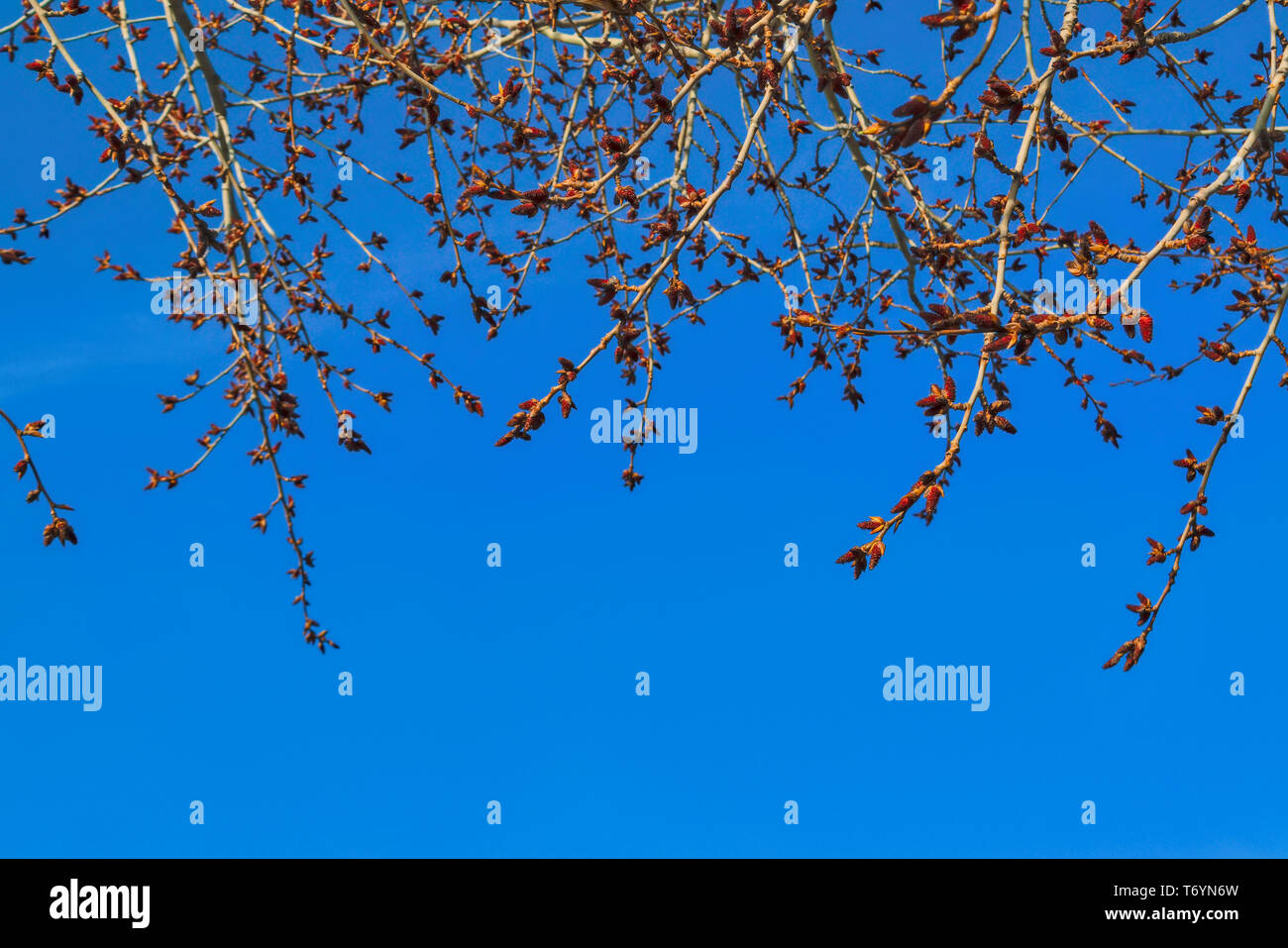 A branch of poplar with blossoming buds.Poplar branches with swollen ...