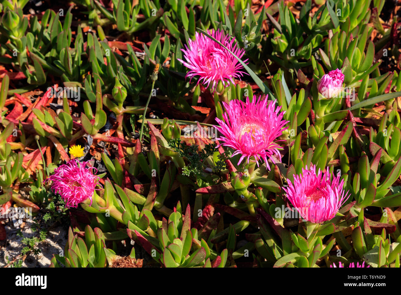 uña de gato planta en flor Stock Photo - Alamy