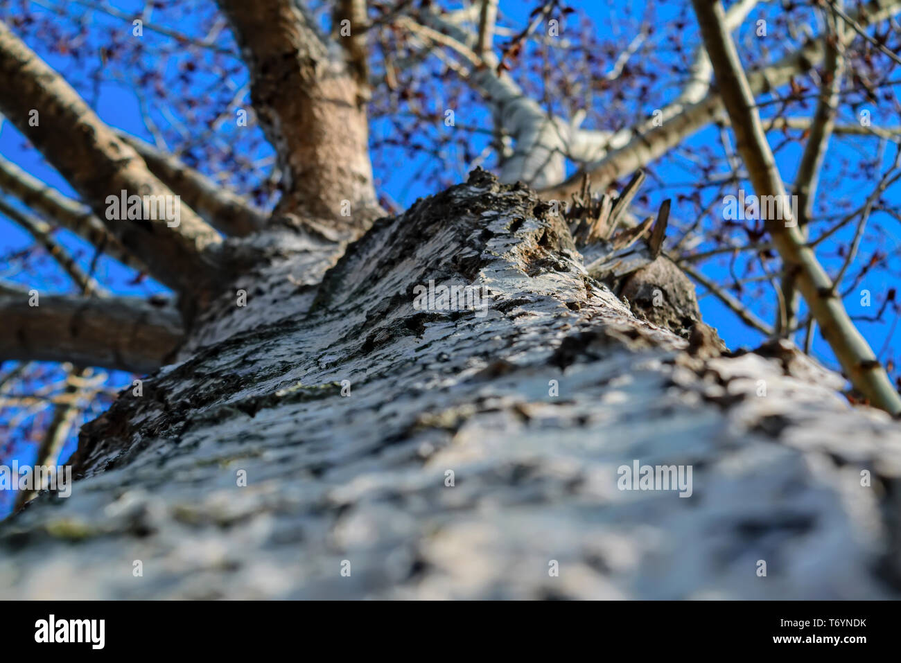 Tree trunk sky background bottom view. Nature background Stock Photo ...