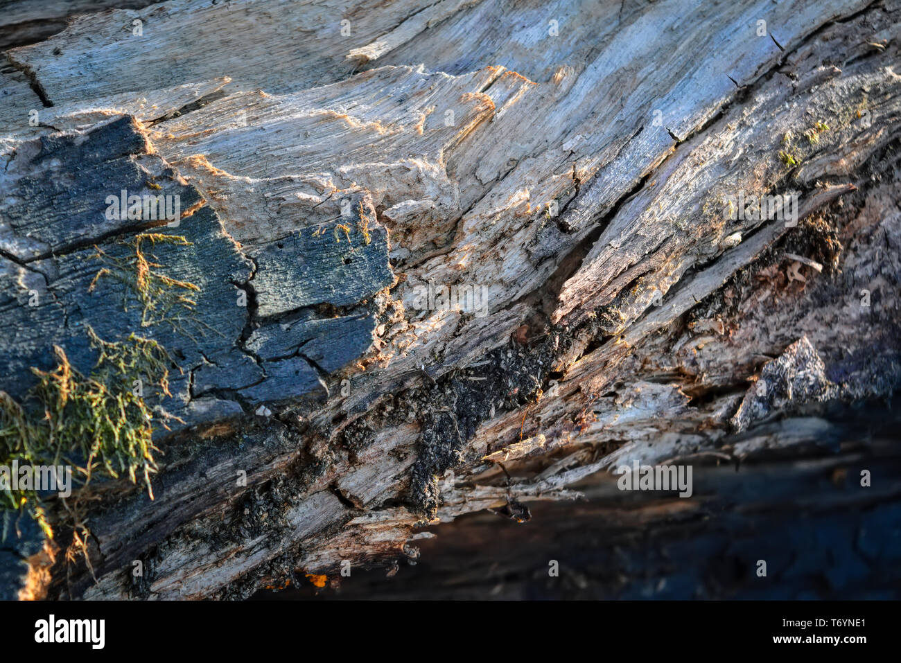 Texture of old rotten log close up with uneven surface natural ...