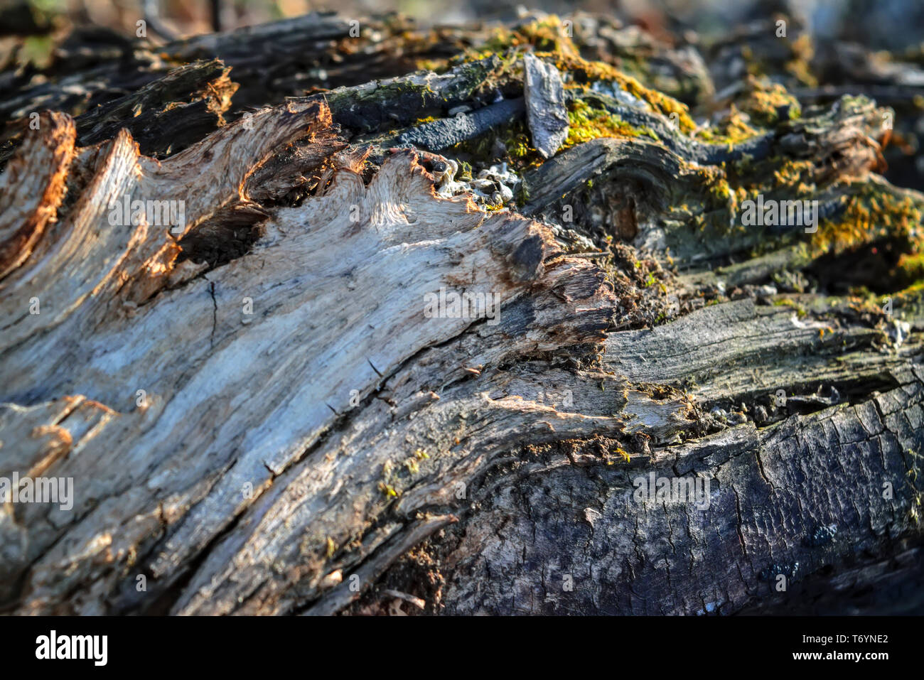 Texture of old rotten log close up with uneven surface natural ...