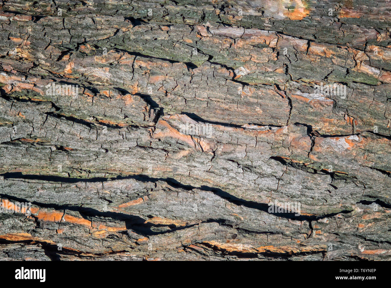 Very Old tree bark texture. Tree bark texture close up macro. Natural ...