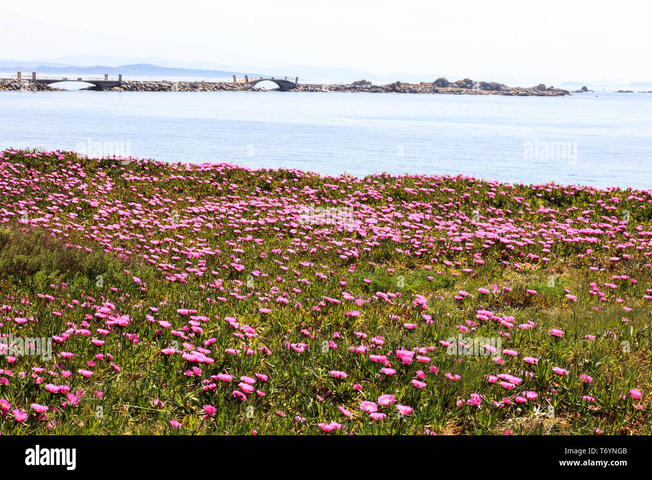 uña de gato planta en flor Stock Photo - Alamy