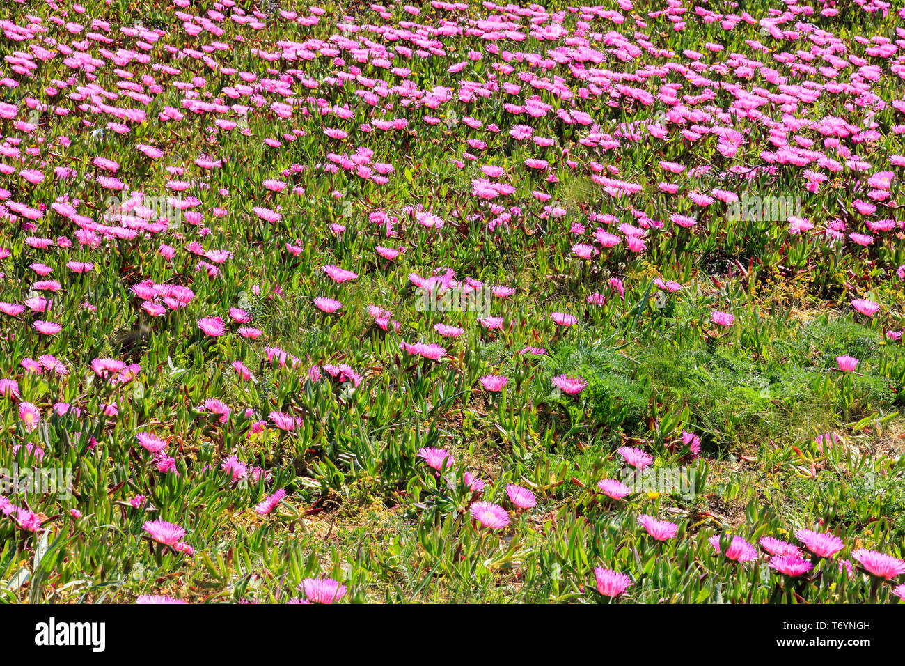 uña de gato planta en flor Stock Photo - Alamy